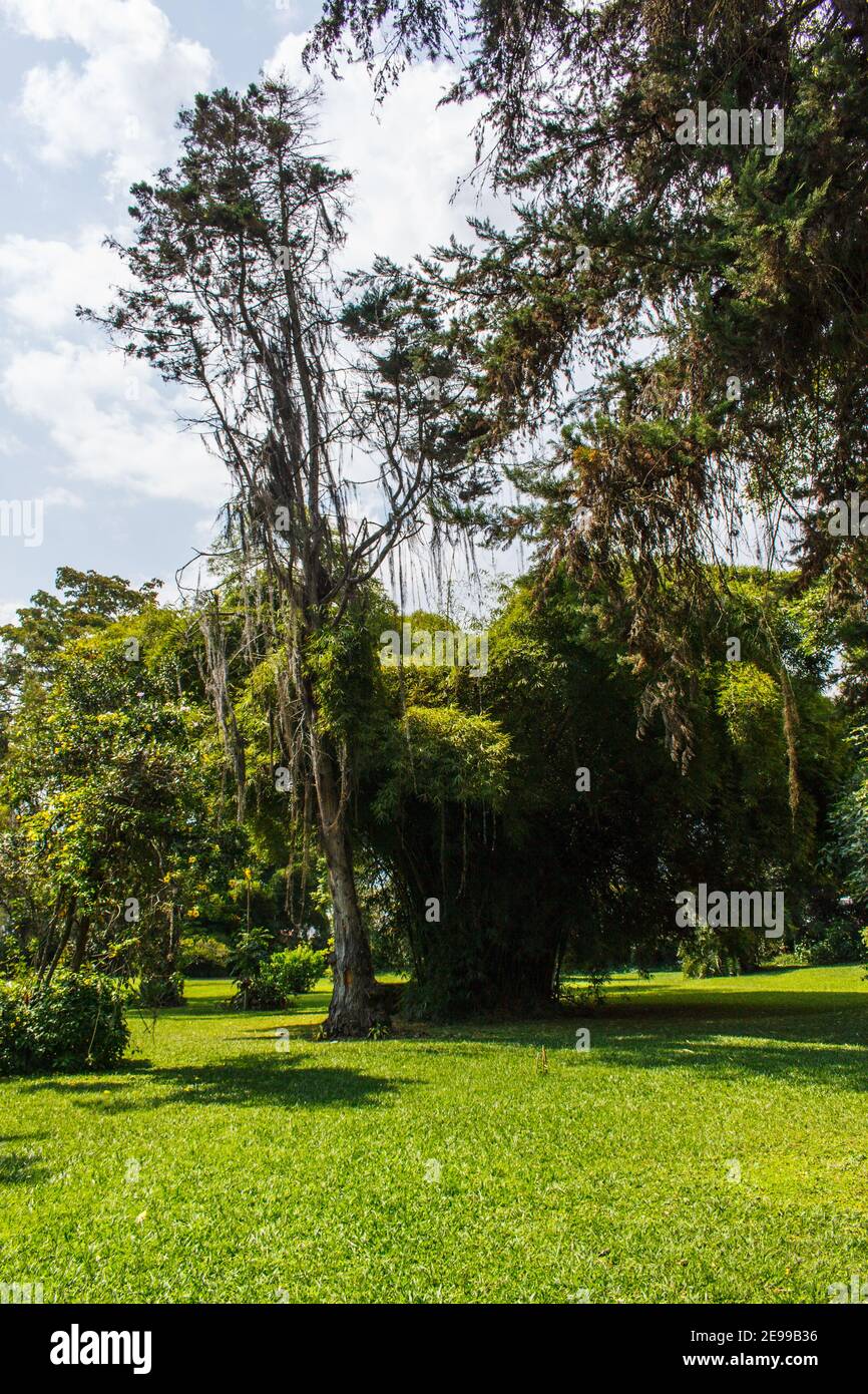 Backyard in Eastern Cordillera (Cordillera Oriental), Colombia Stock ...