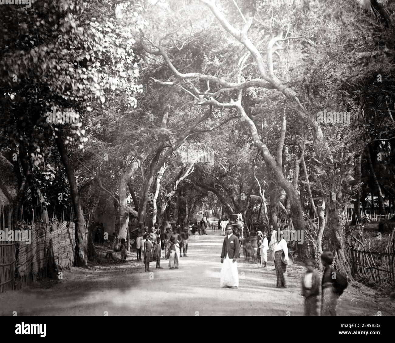 Late 19th century photograph - view of Banyan Trees on a road, Ceylon ...