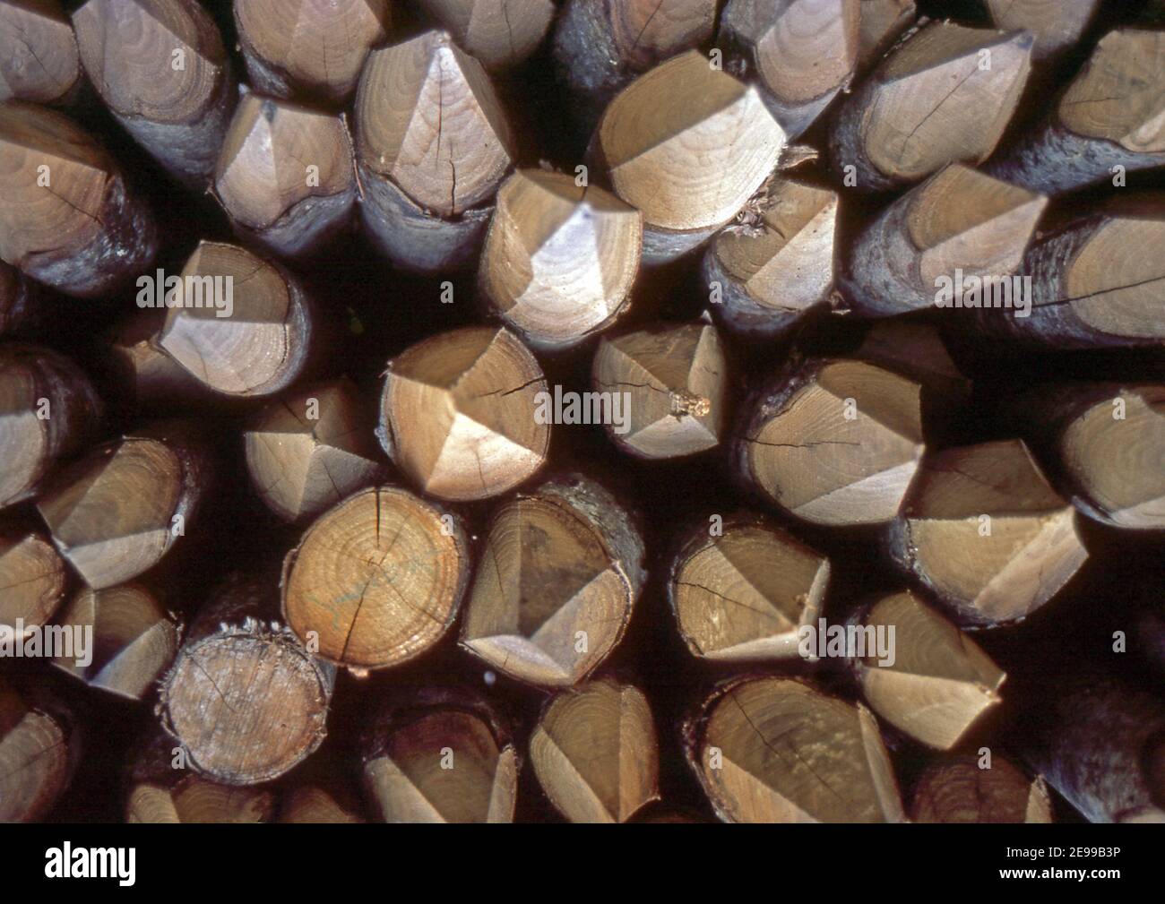 Pinewood close up hi-res stock photography and images - Alamy