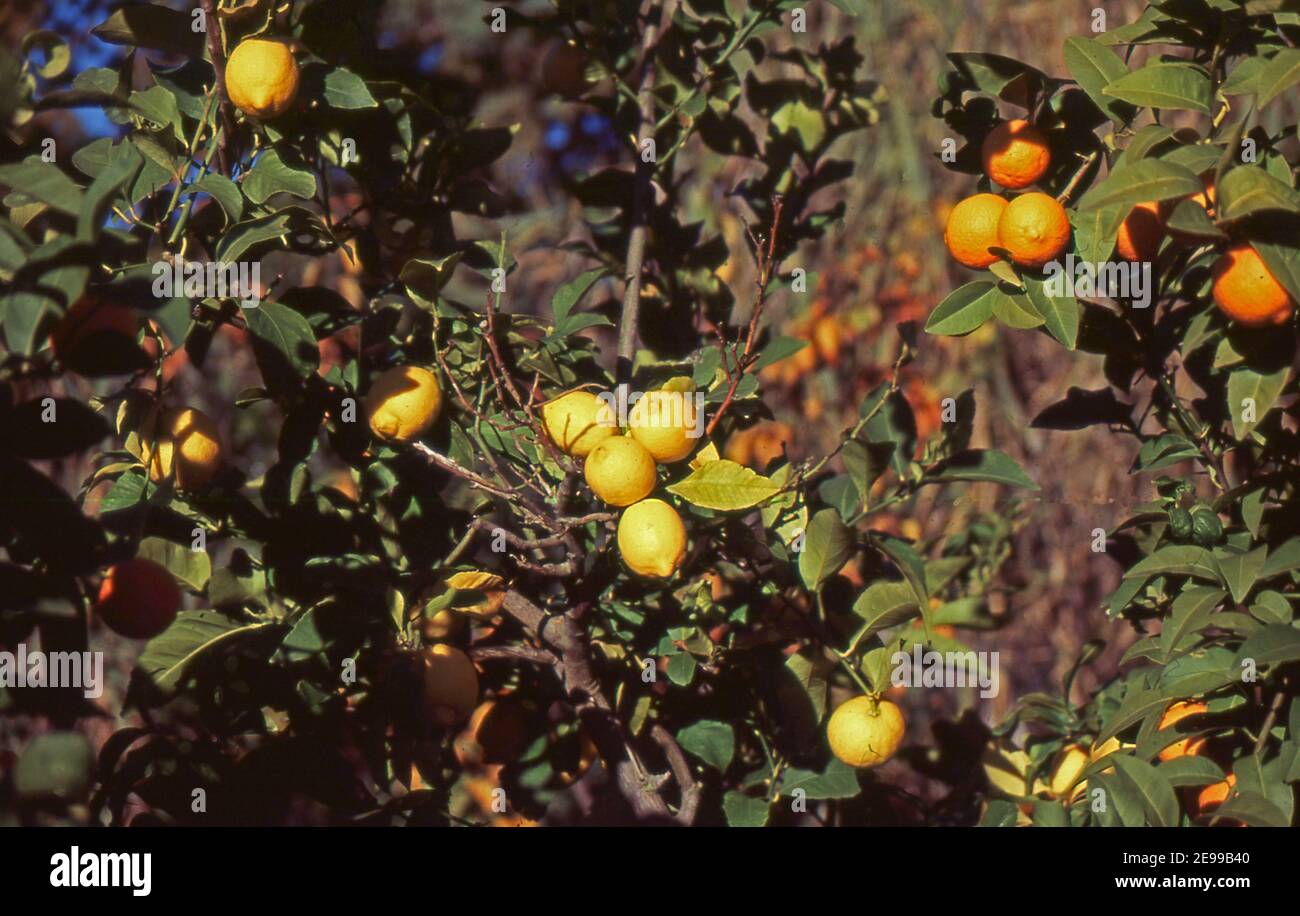 Lemon and orange fruits close-up (scanned from Fujichrome Verlvia Stock ...
