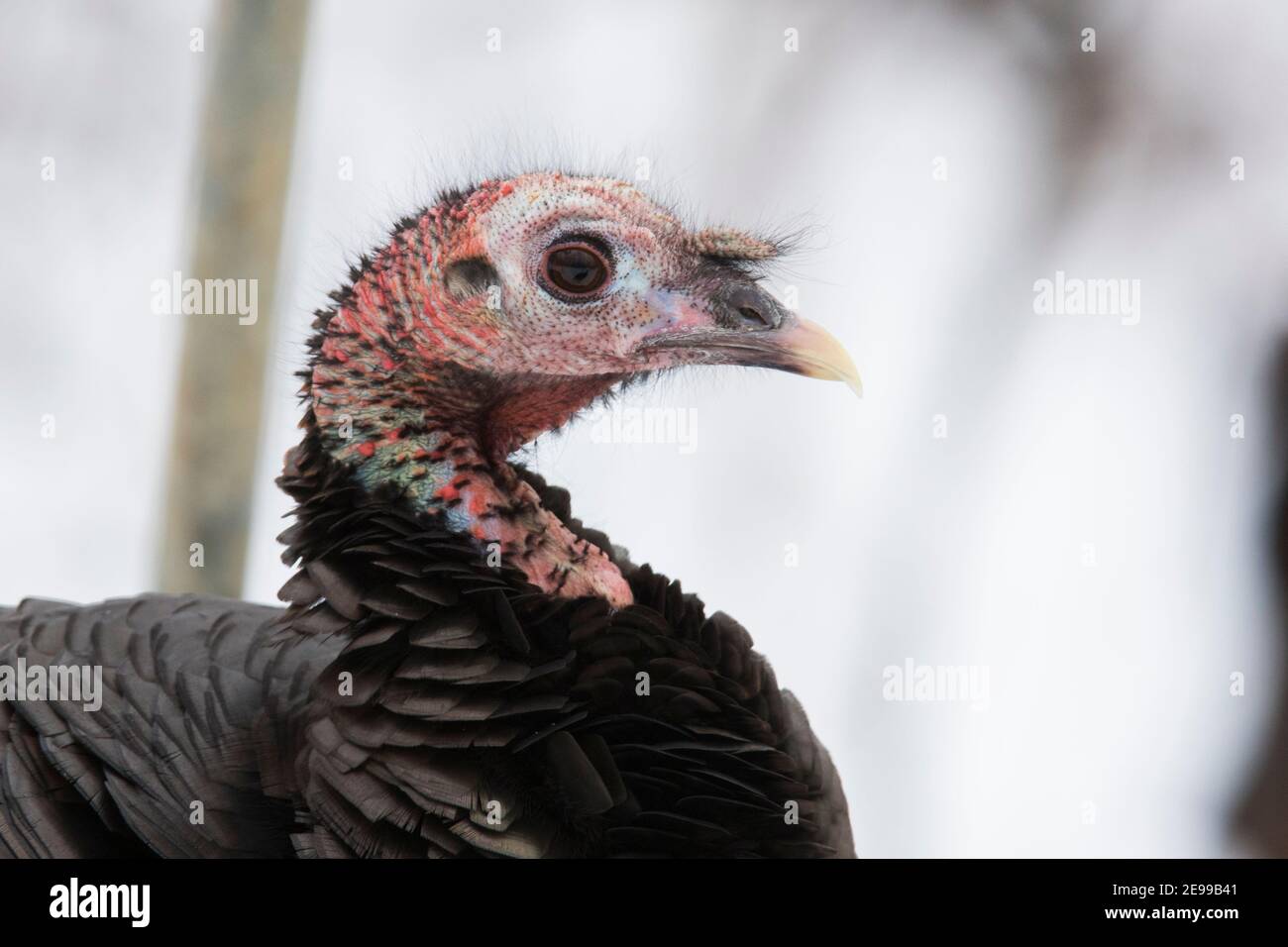 wild turkey portrait Stock Photo - Alamy