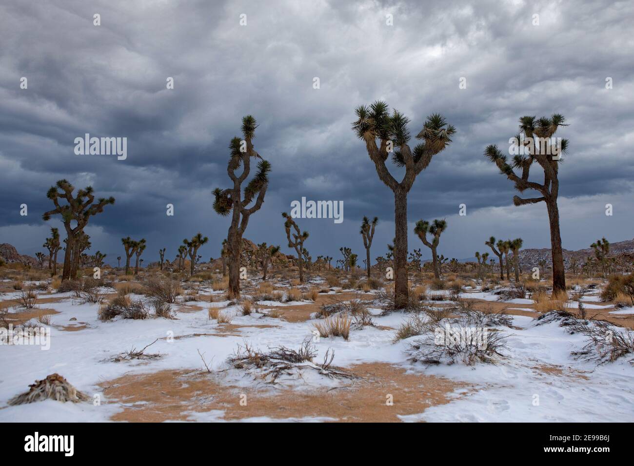 Snow Landscape in Joshua Tree National Park With Yucca Trees Stock ...