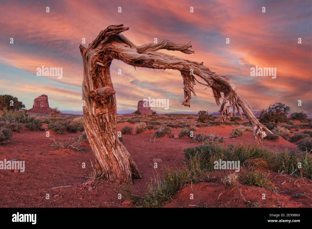 Beautiful Monument Valley Landscape Framed By an Old Tree Stock Photo ...
