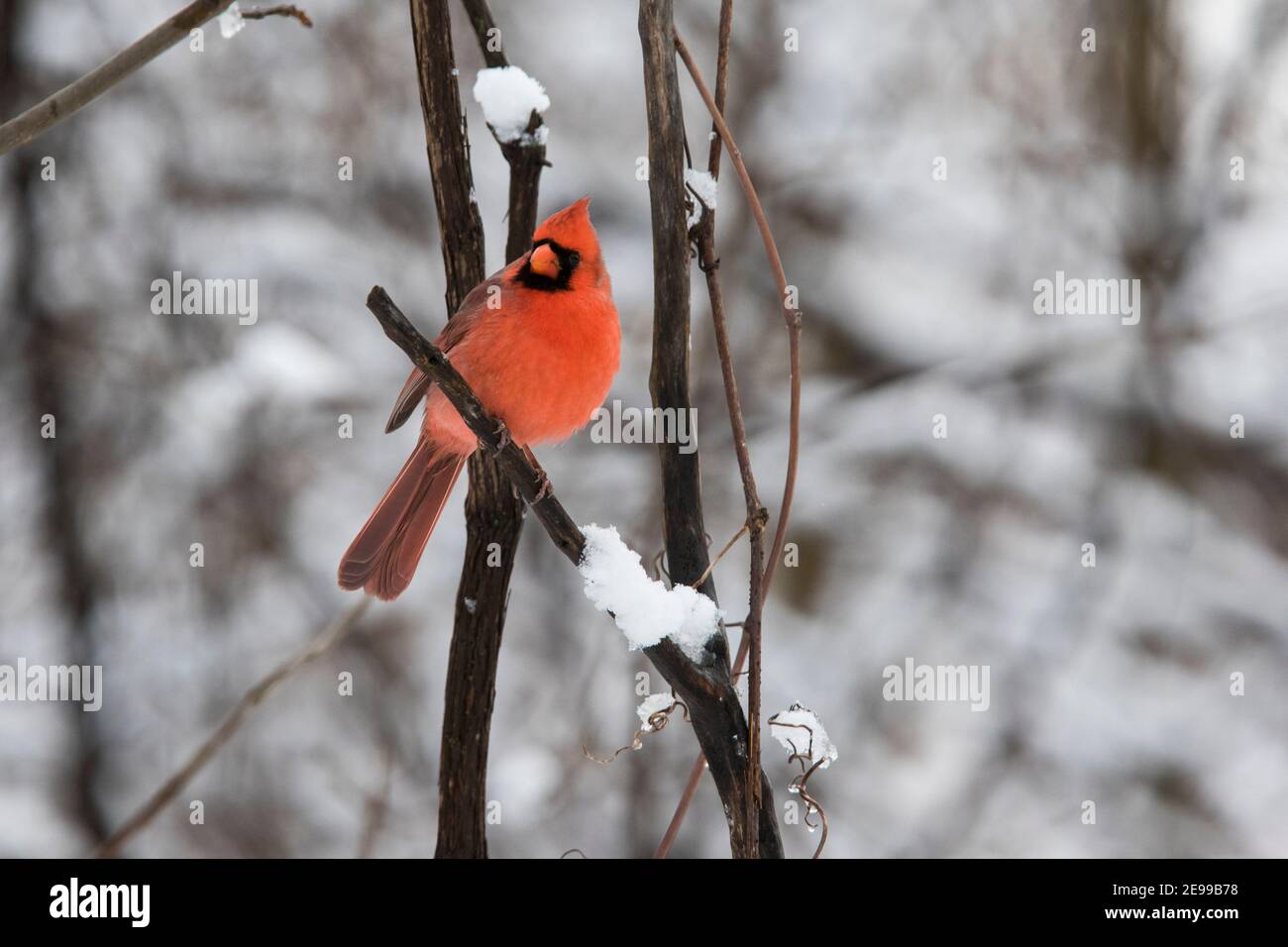 Male northern cardinal (Cardinalis cardinalis) in winter Stock Photo ...