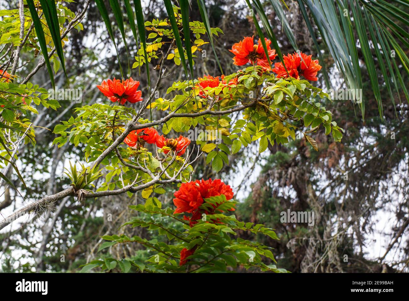 Spathodea campanulata P. Beauv. African tuliptree Stock Photo - Alamy