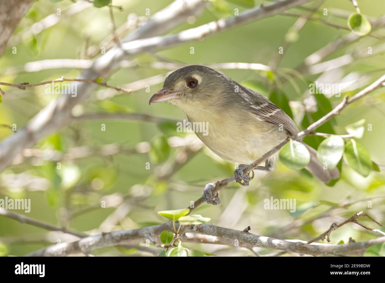 Coco islands native hi-res stock photography and images - Alamy