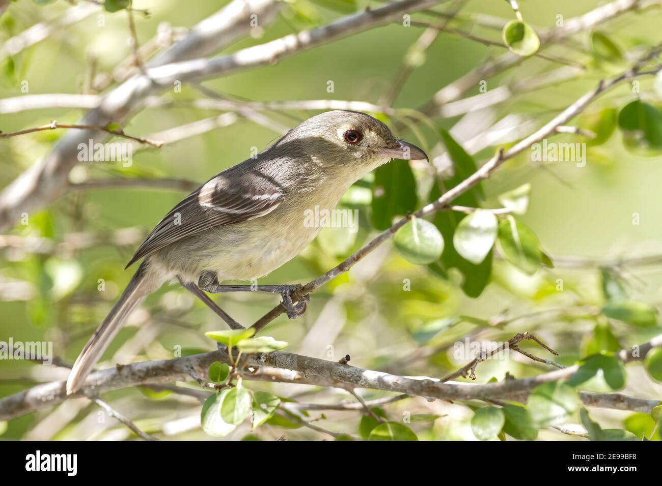 Coco islands native hi-res stock photography and images - Alamy