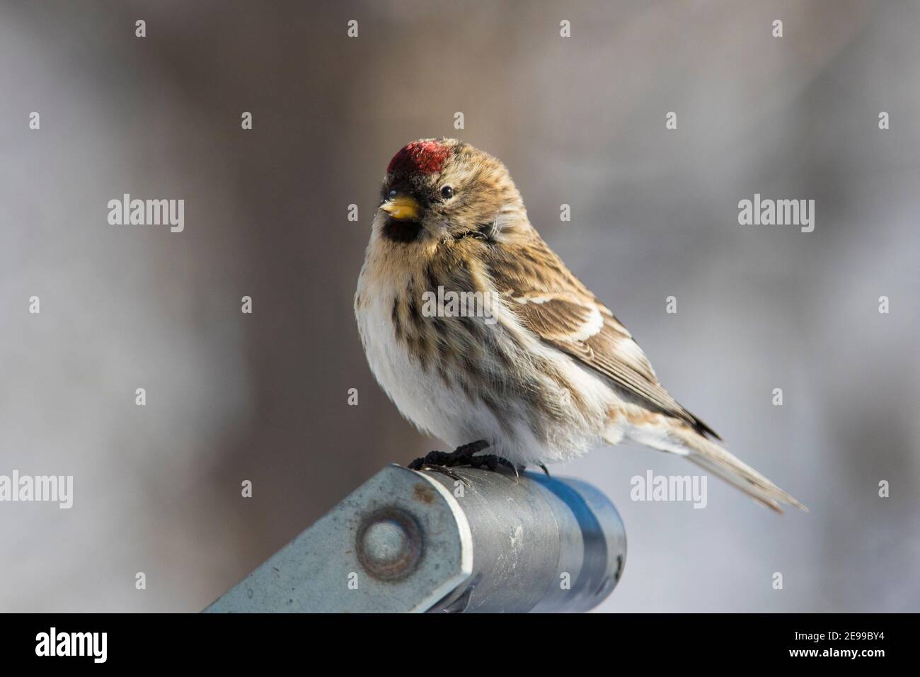 Redpoll nest hi-res stock photography and images - Alamy