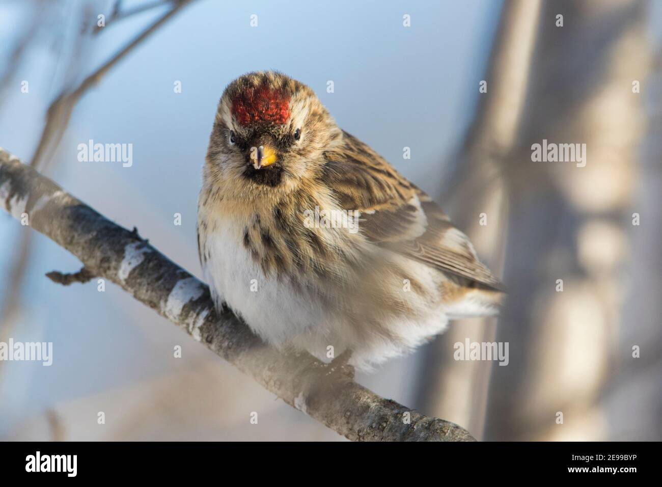 Redpoll nest hi-res stock photography and images - Alamy