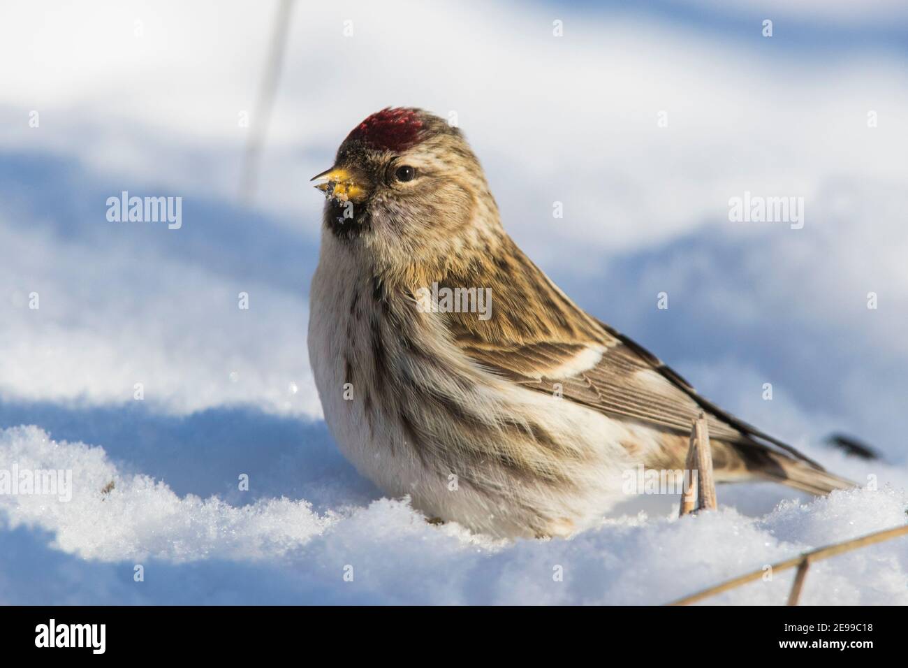 Redpoll nest hi-res stock photography and images - Alamy