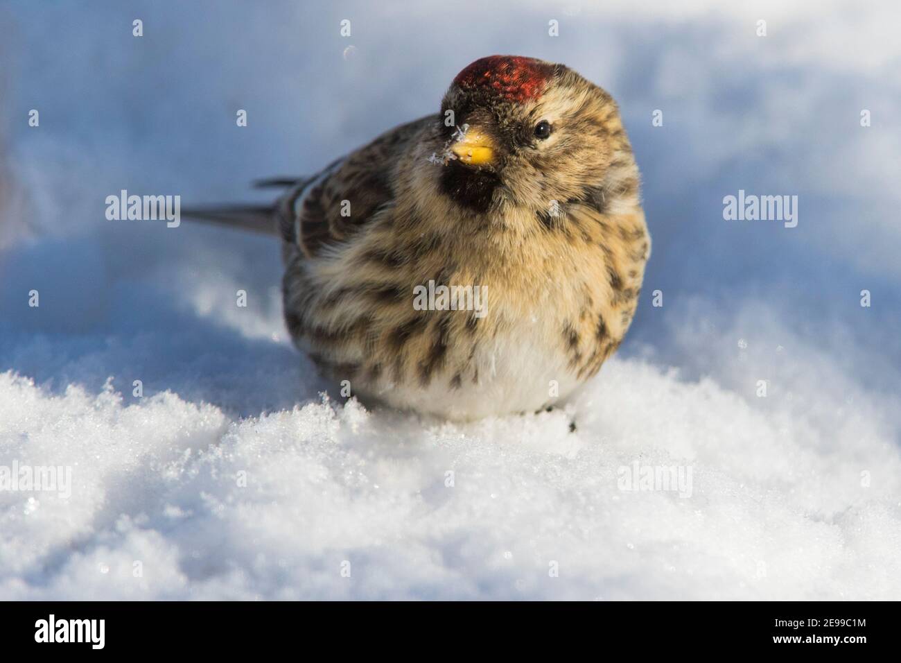 Redpoll Nest High Resolution Stock Photography and Images - Alamy