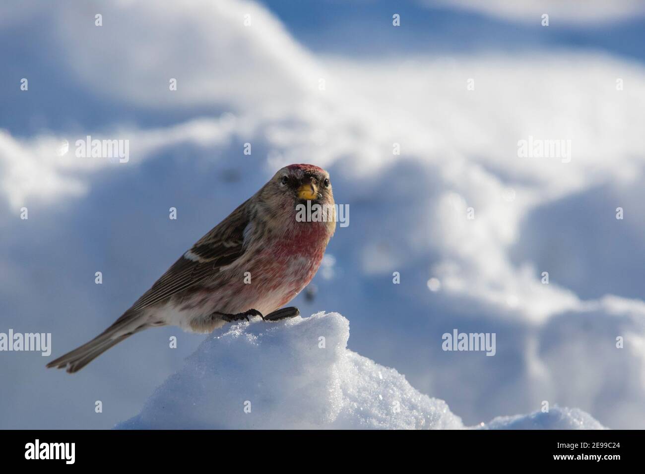 Redpoll nest hi-res stock photography and images - Alamy
