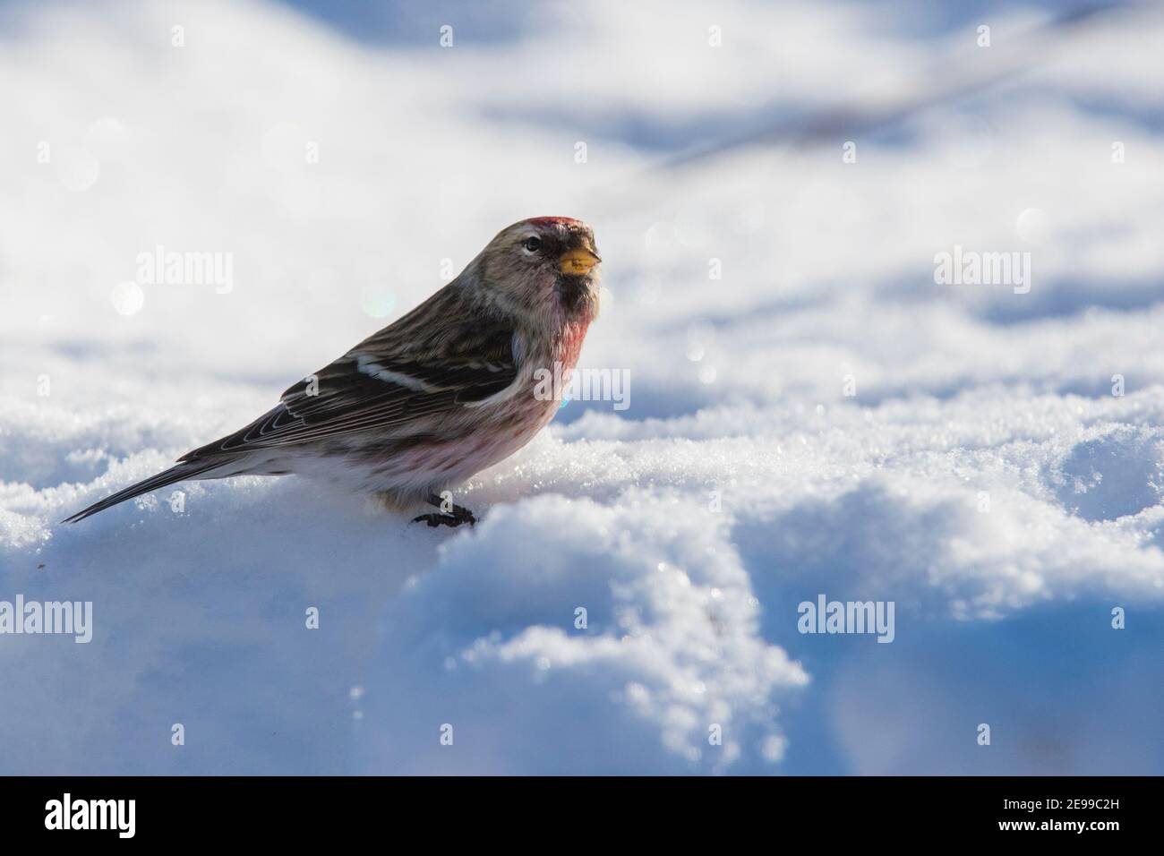Redpoll nest hi-res stock photography and images - Alamy