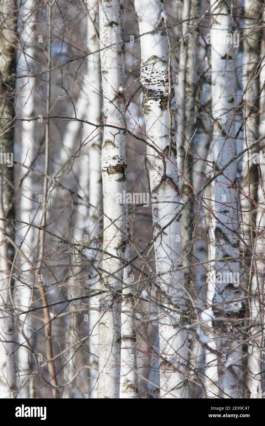 Eastern paper birch hi-res stock photography and images - Alamy