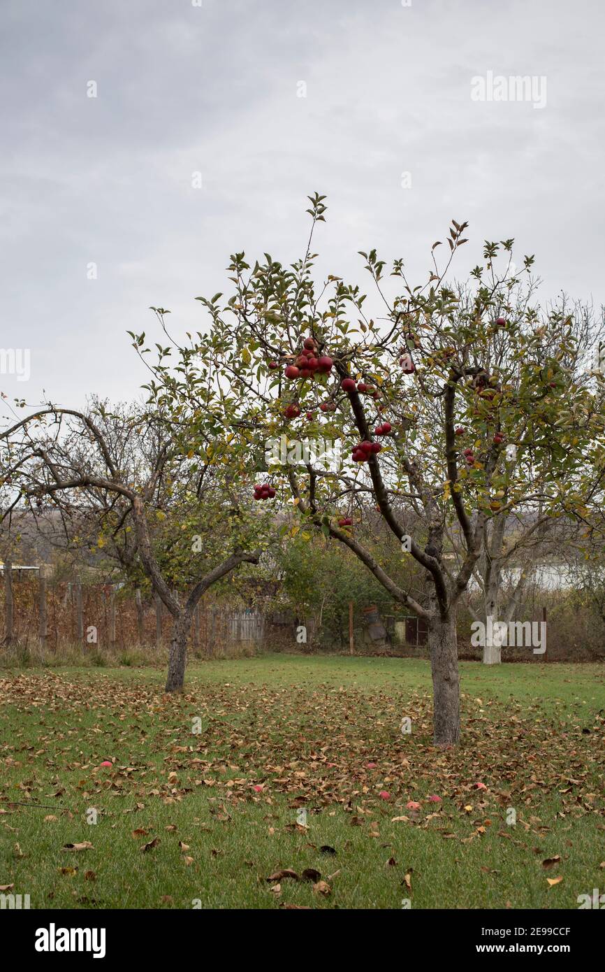 Old apple tree in a orchard in the autumn. This image is vertical Stock ...