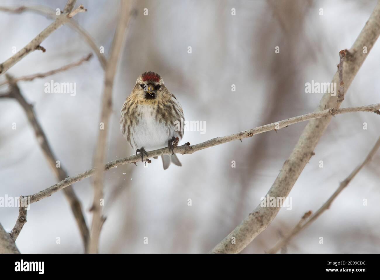 Redpoll nest hi-res stock photography and images - Alamy