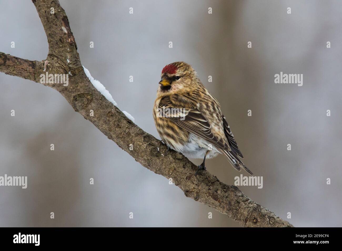 Redpoll nest hi-res stock photography and images - Alamy