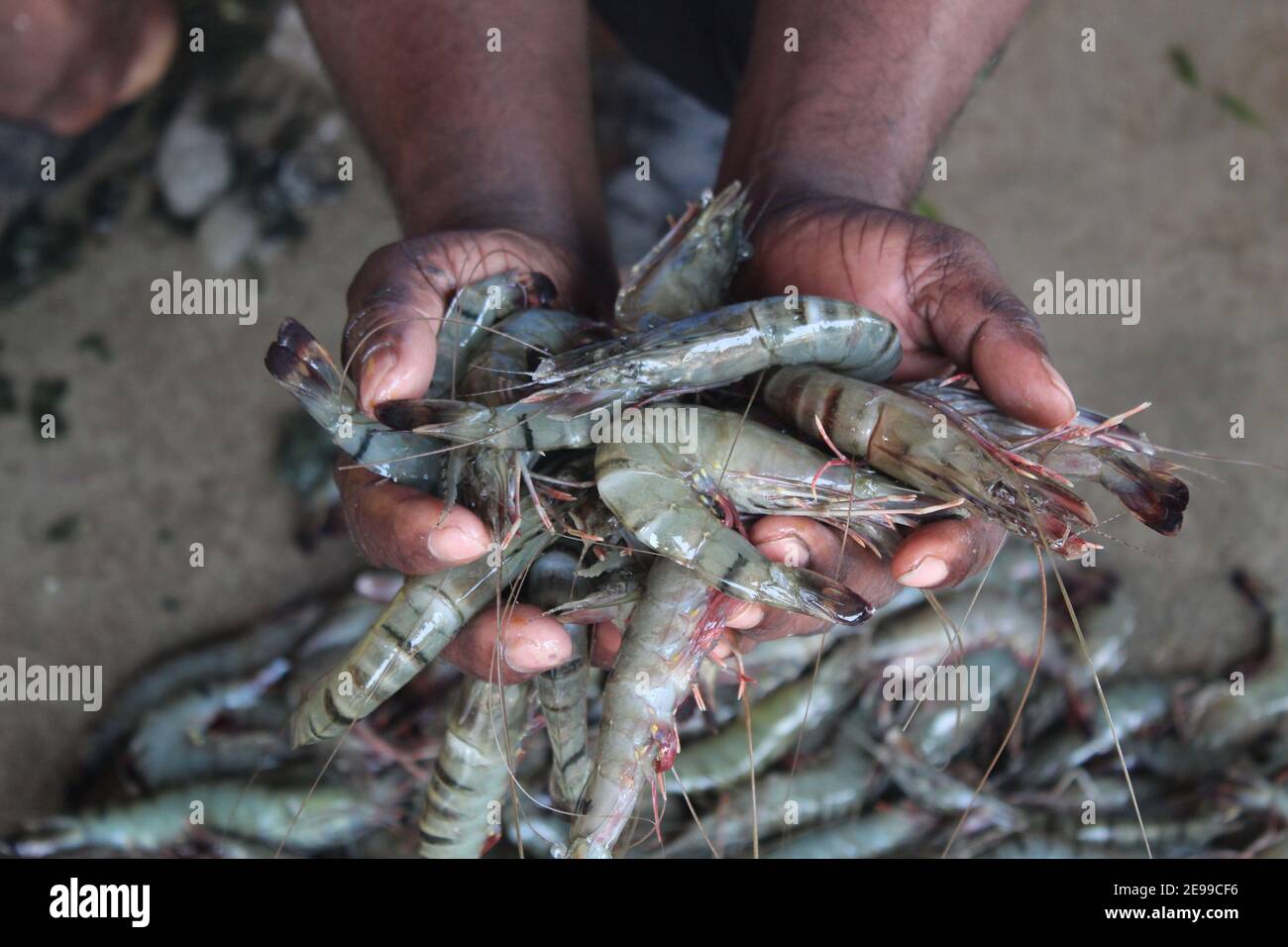 Freshly harvested shrimp in hand bunch of prawn in hand in indian fish ...