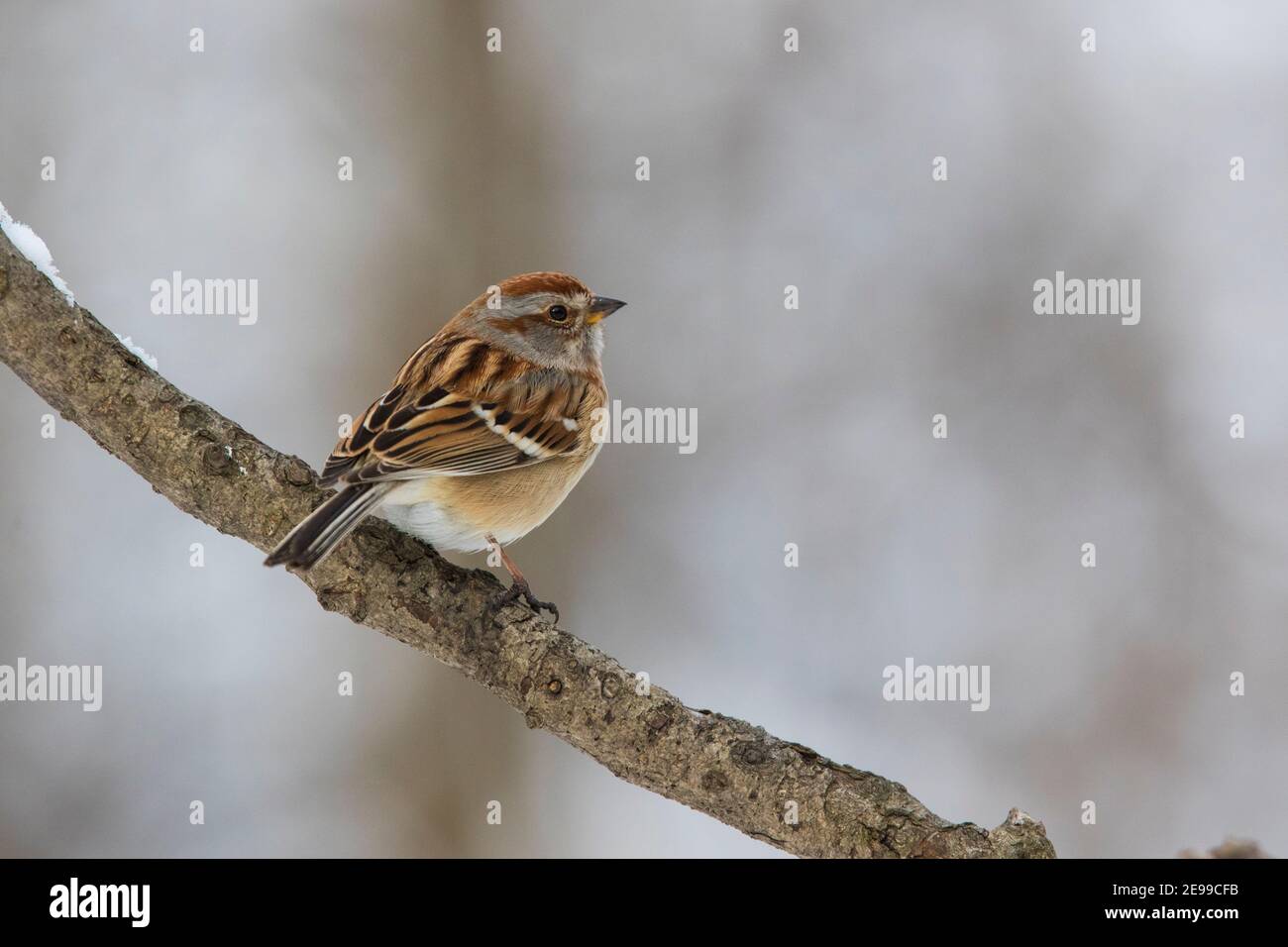 American tree sparrow (Spizelloides arborea) in winter Stock Photo - Alamy