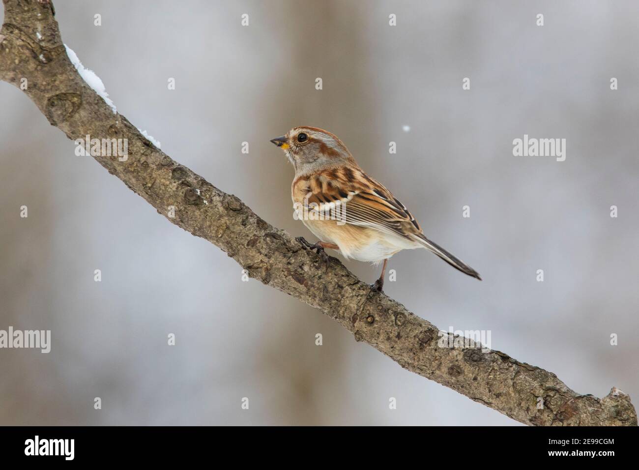 American tree sparrow (Spizelloides arborea) in winter Stock Photo - Alamy