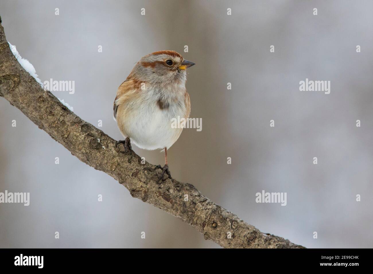 American tree sparrow (Spizelloides arborea) in winter Stock Photo - Alamy