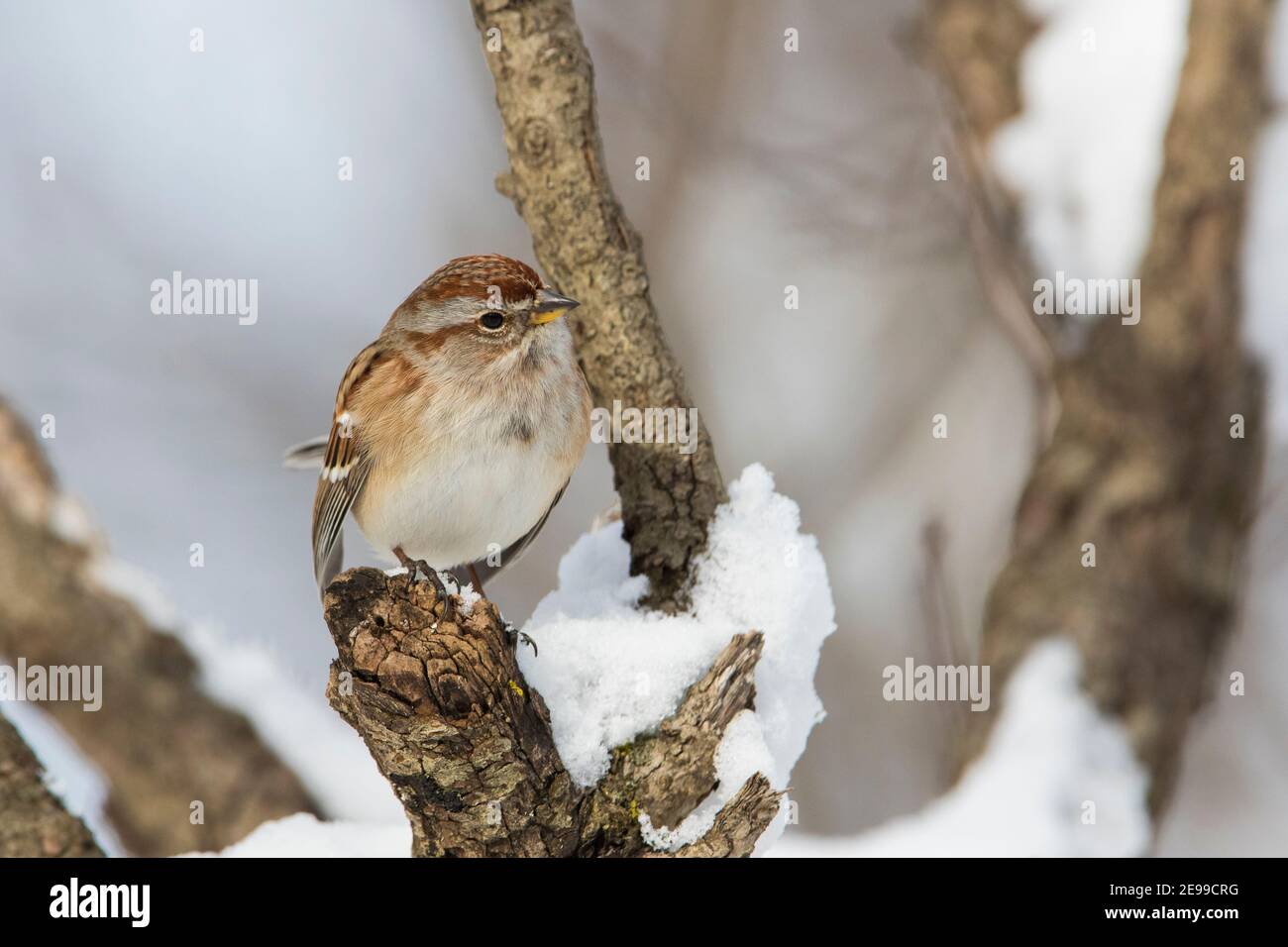 American tree sparrow (Spizelloides arborea) in winter Stock Photo - Alamy