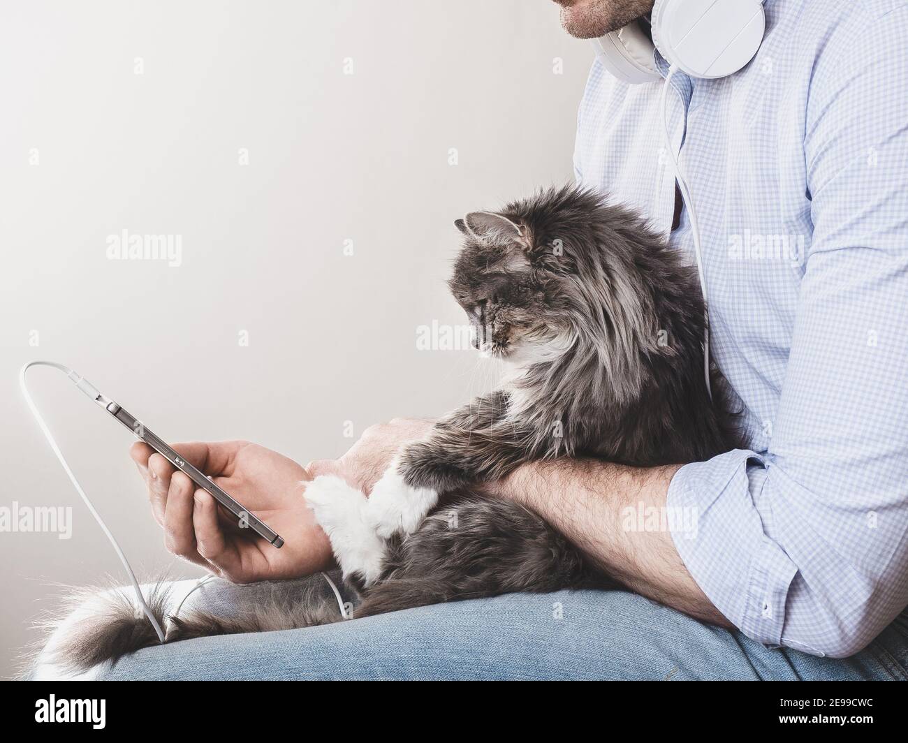 Cute, fluffy kitten and a man with a phone. Pet care concept Stock ...