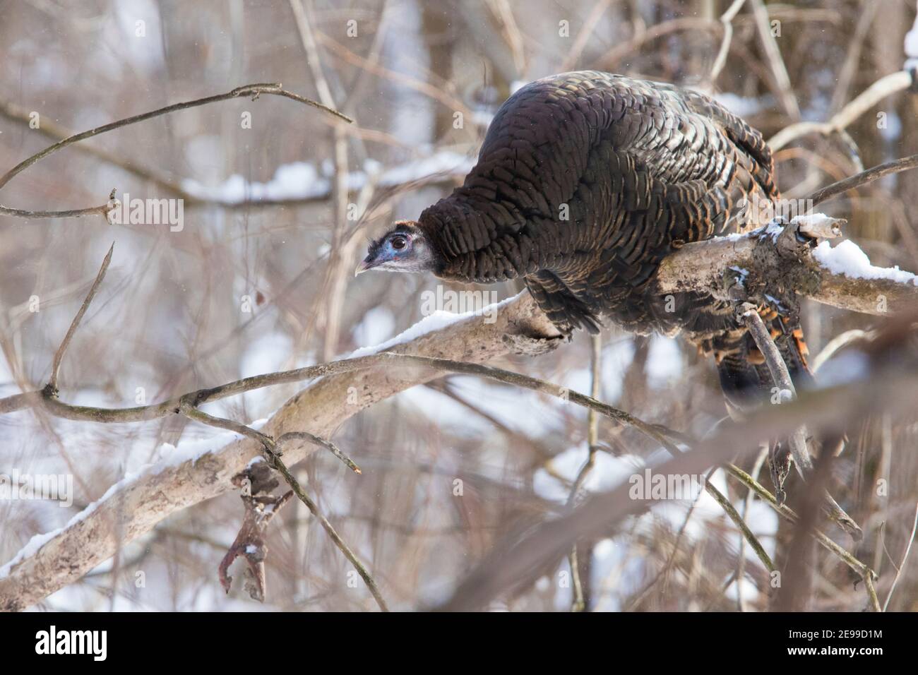 wild turkey portrait Stock Photo - Alamy