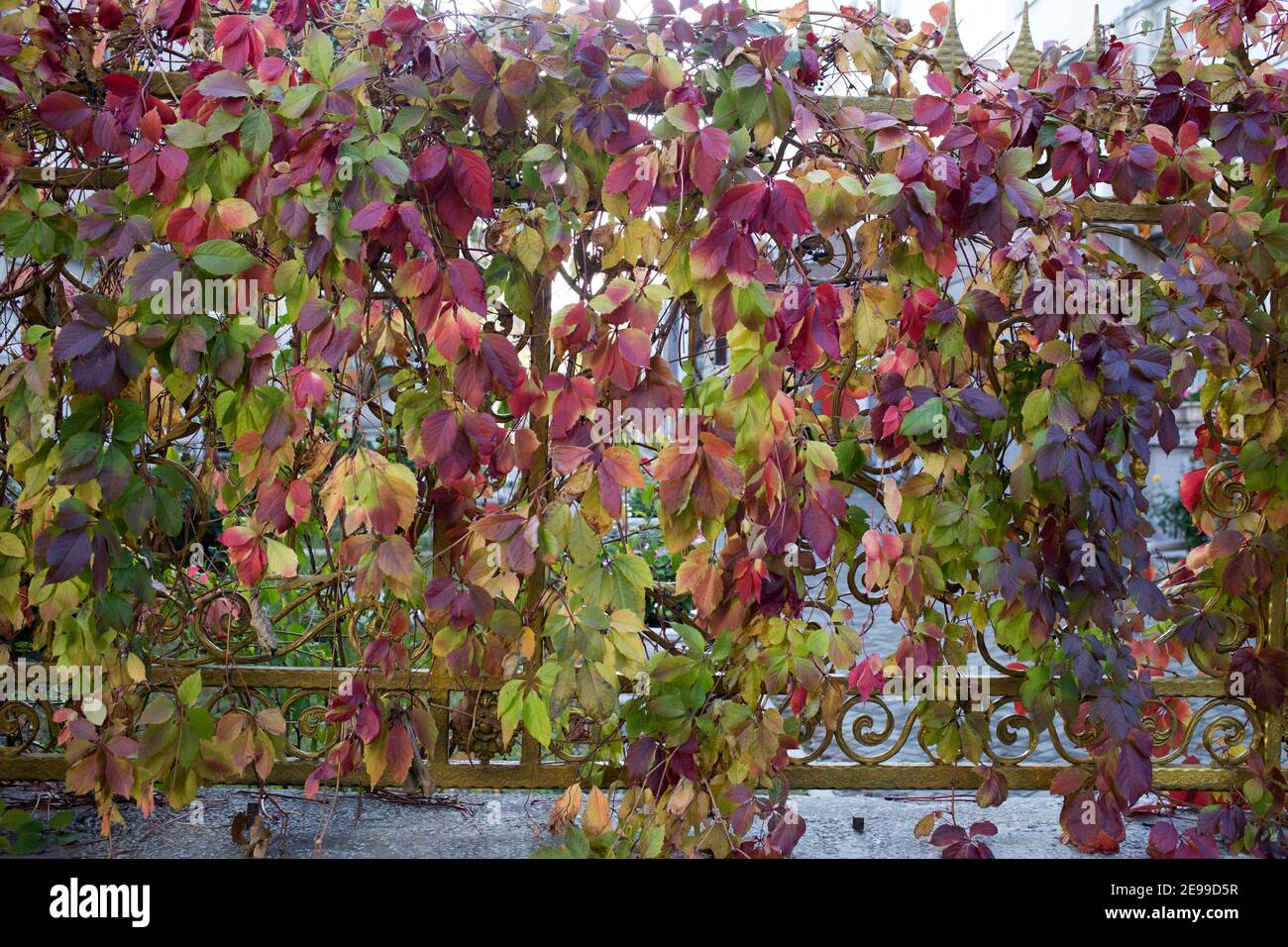Motley winding vines on a metal fence. This image may be used as a ...