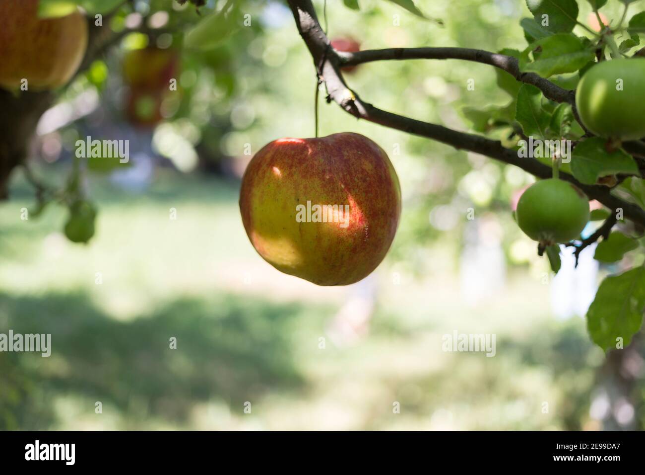 Big apple crop hi-res stock photography and images - Alamy