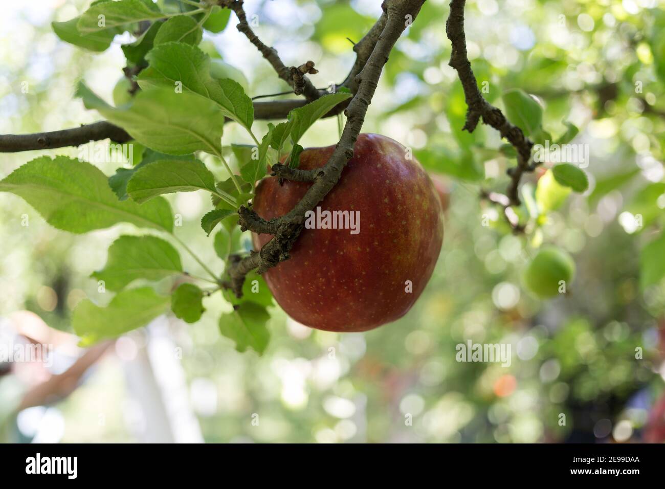 Big apple crop hi-res stock photography and images - Alamy