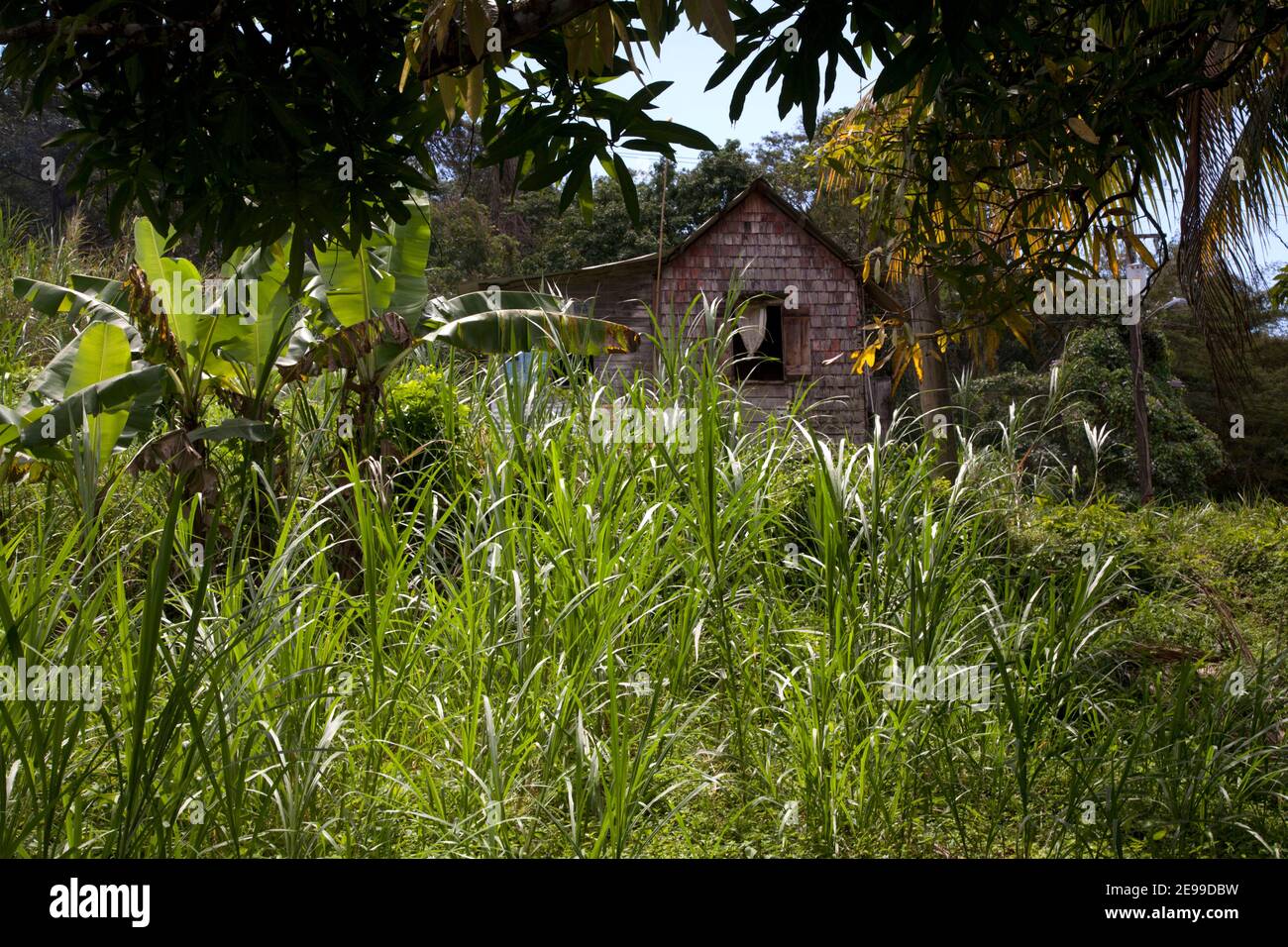 old wooden shack at dougaldston estate grenada windward islands west ...