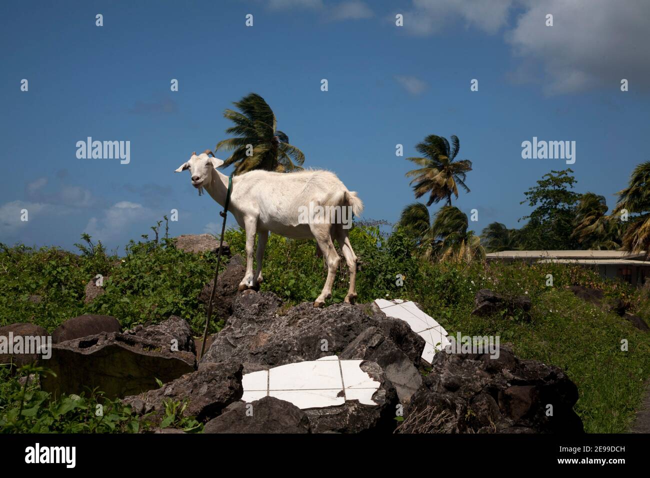 Tethered goat hi-res stock photography and images - Alamy