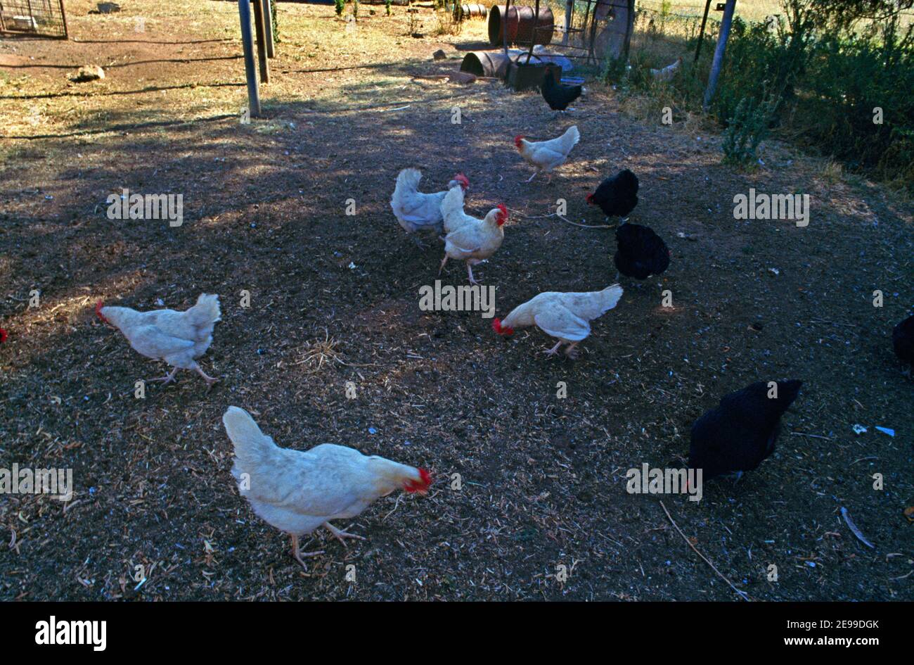 Poultry farm australia hi-res stock photography and images - Alamy