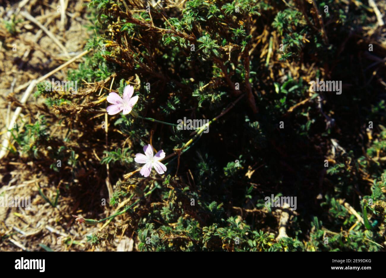 Road To Jerash Jordan Desert Flowers Stock Photo - Alamy