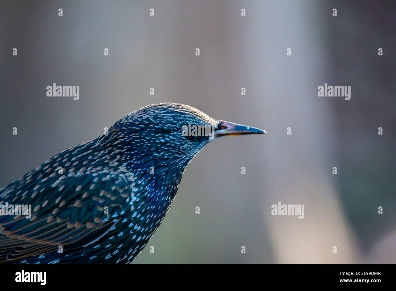 Starling common hi-res stock photography and images - Alamy