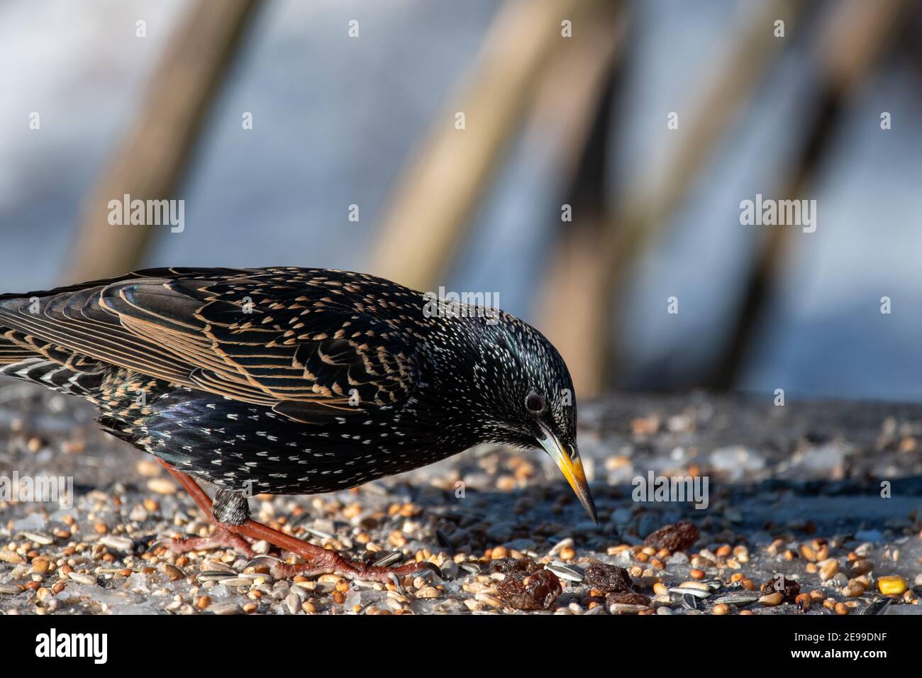Grey starling hi-res stock photography and images - Alamy