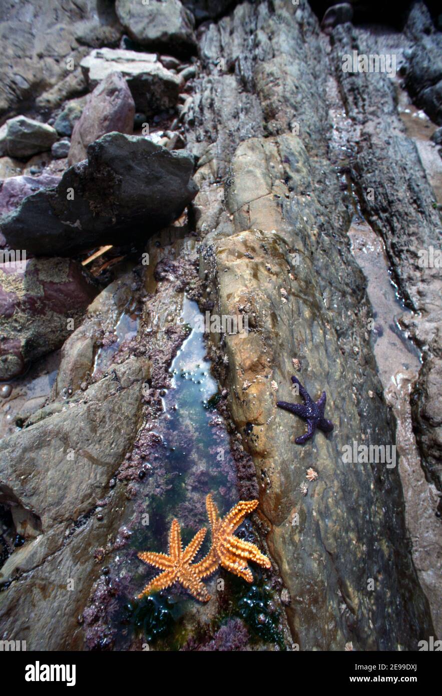 Rock pools starfish hi-res stock photography and images - Alamy