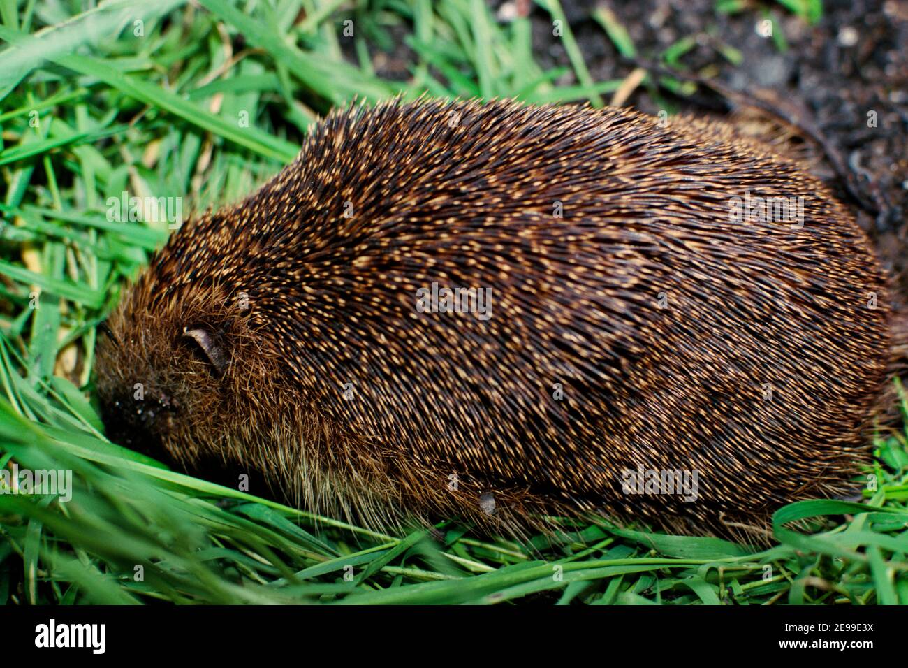 Hedgehog Foraging in Garden Surrey England Stock Photo - Alamy