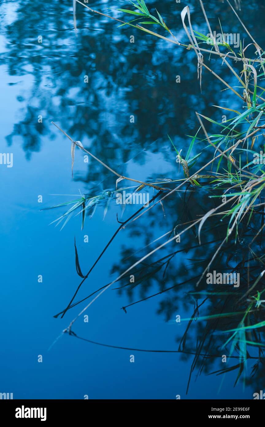 Light reflection on leaves hi-res stock photography and images - Alamy