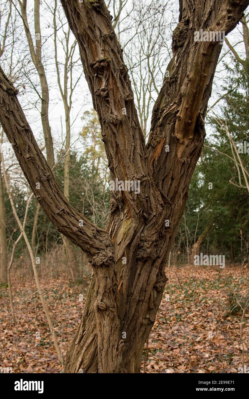 Structured park hi-res stock photography and images - Alamy