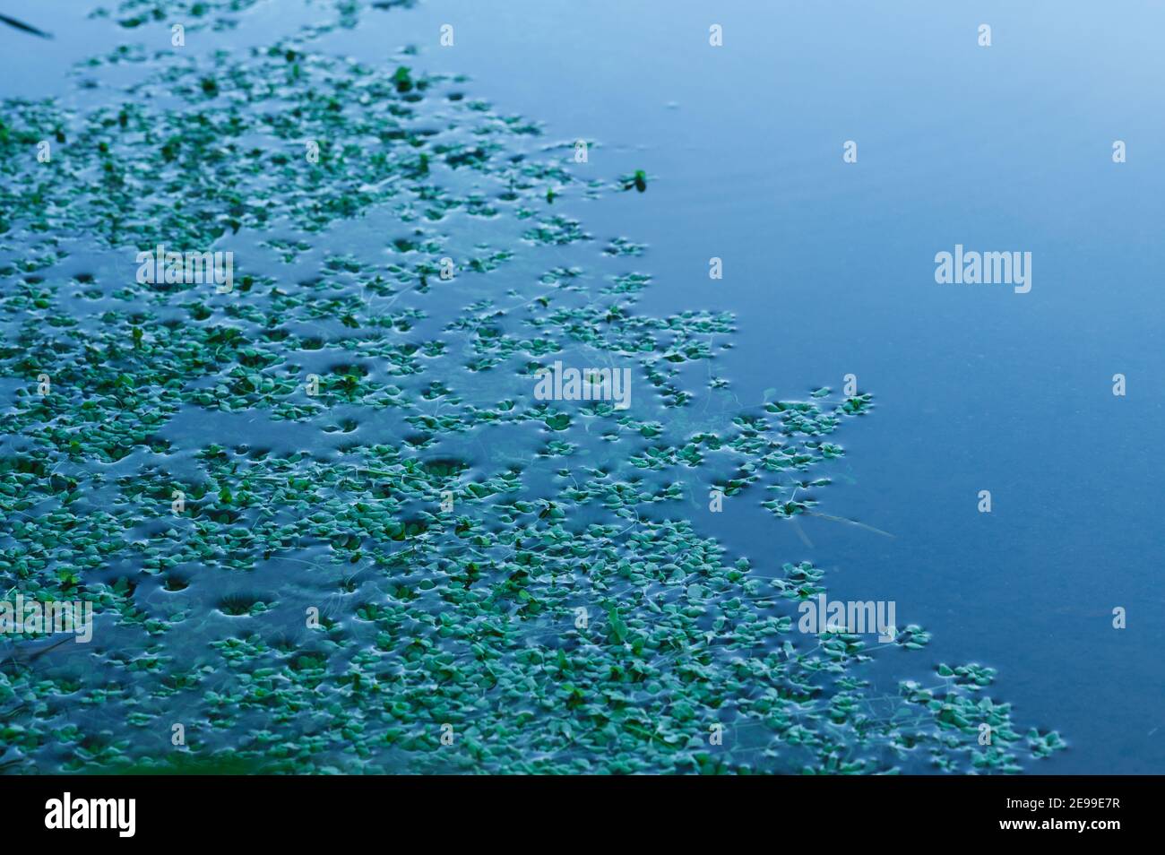 Water tree plants environment hi-res stock photography and images - Alamy