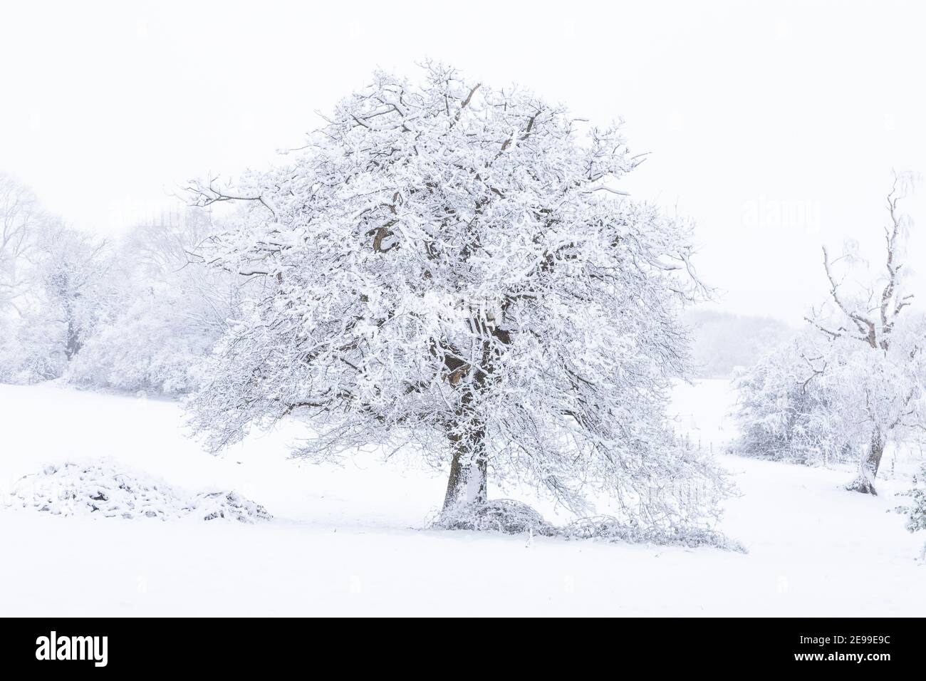 Oak trees covered in snow in Yorkshire, England Stock Photo - Alamy