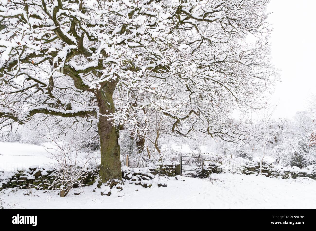 Oak tree covered in snow next to a small gate in Yorkshire, England ...