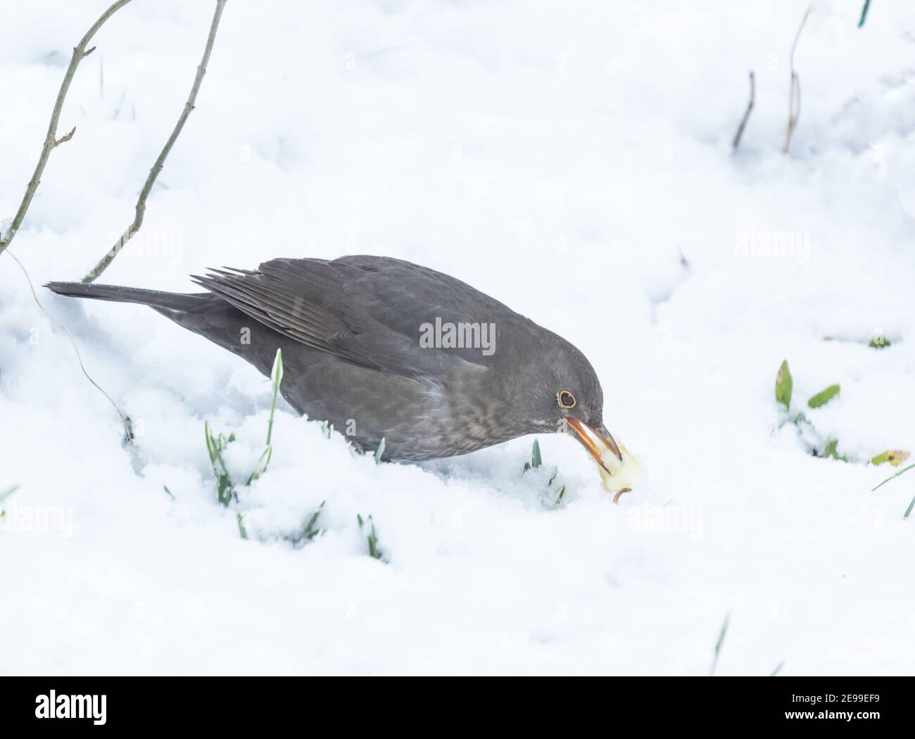 Blackbird pecking at an apple hi-res stock photography and images - Alamy