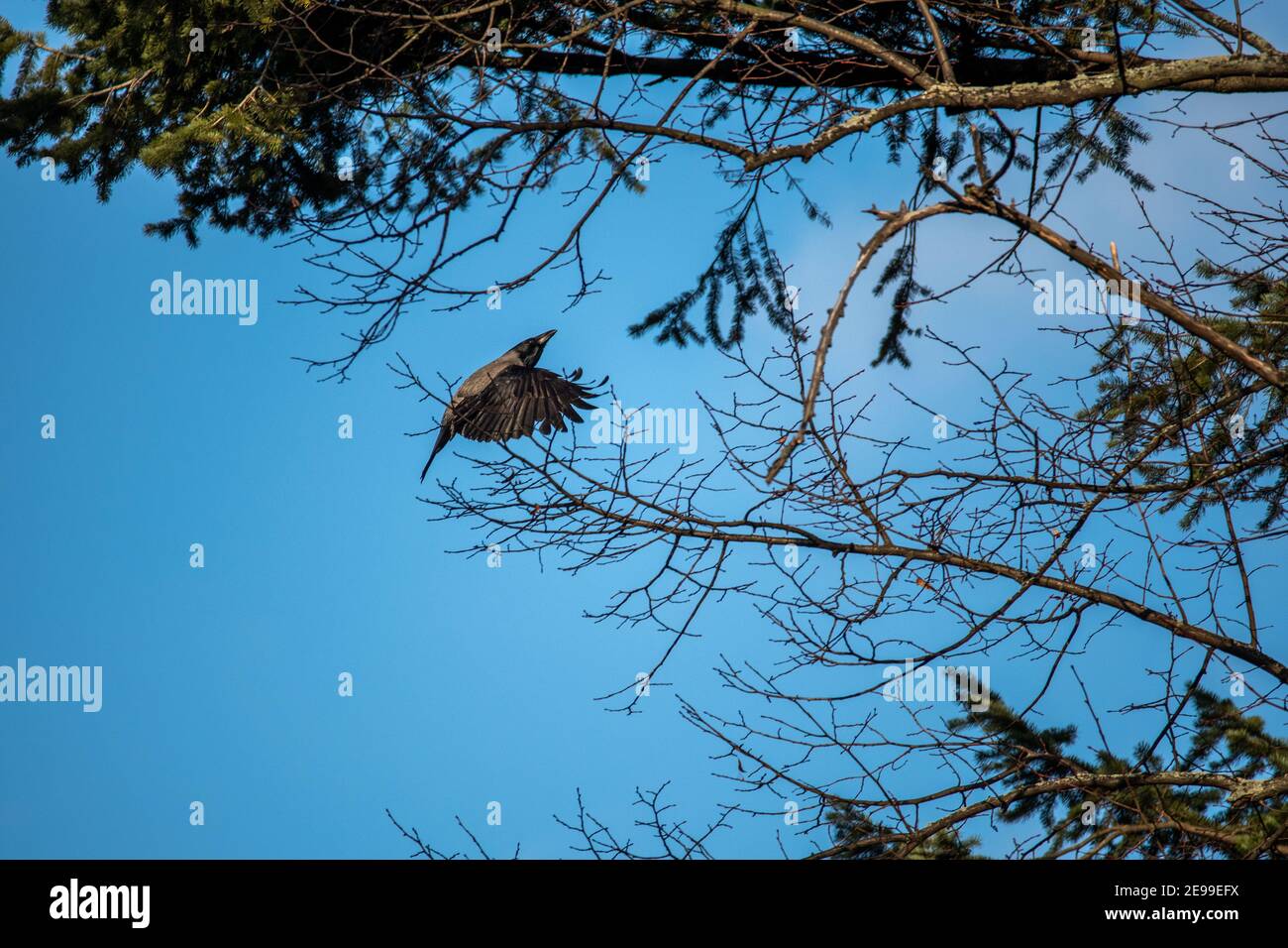 Raven flying hi-res stock photography and images - Alamy
