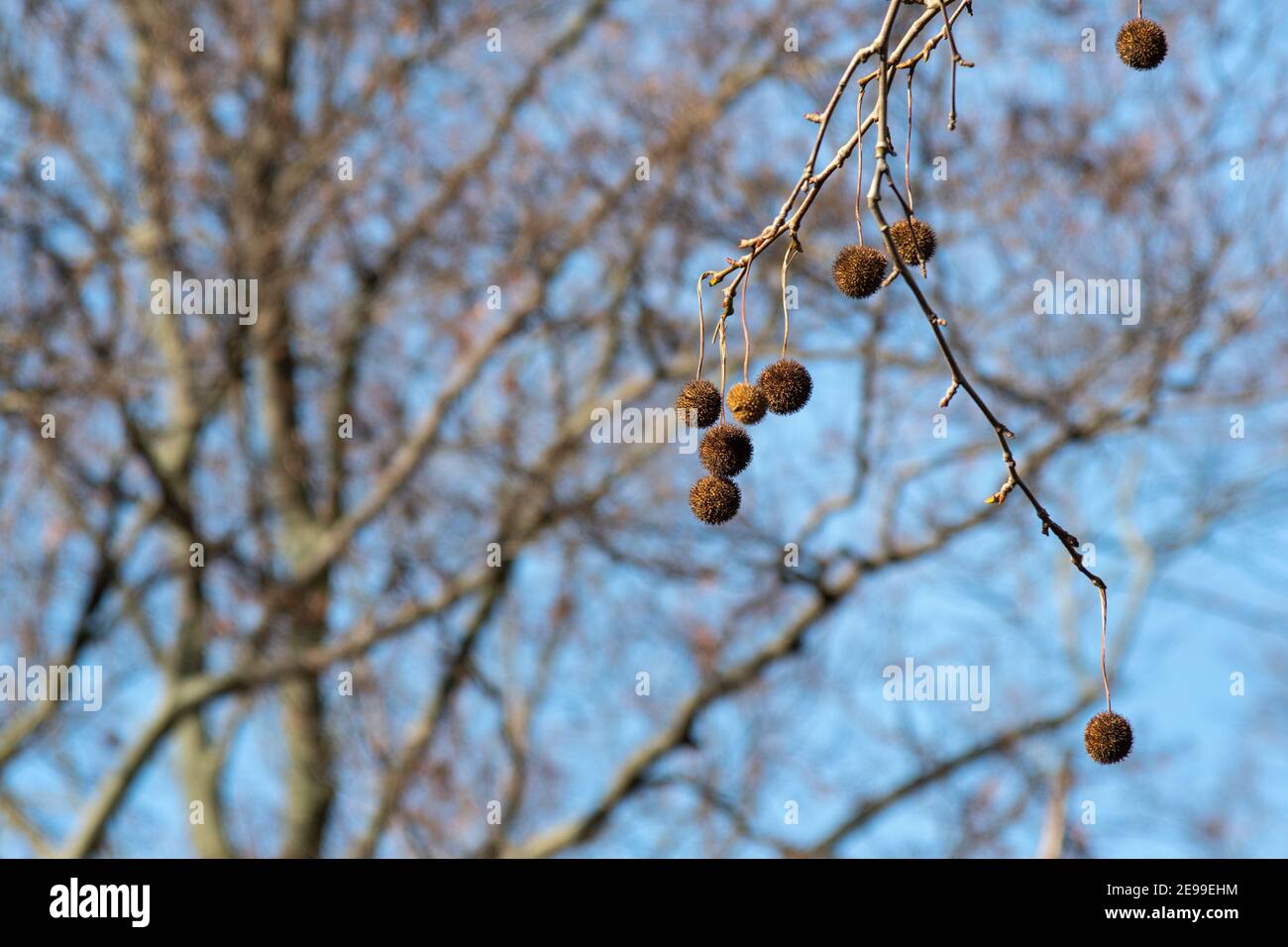 Sycamore tree branch hi-res stock photography and images - Alamy