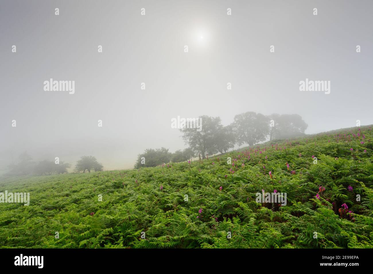 Bracken landscape hi-res stock photography and images - Alamy