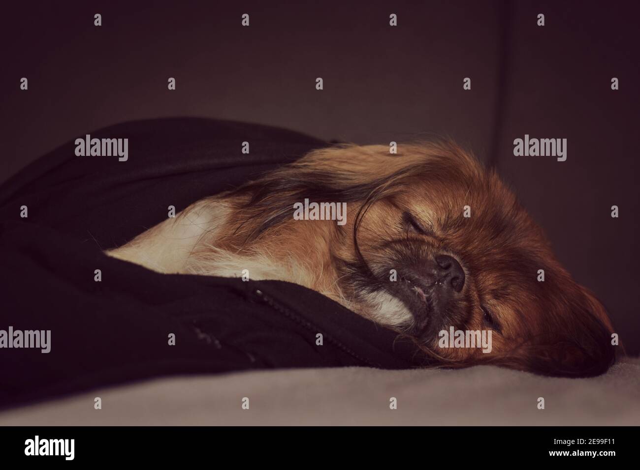 Pekingeses hi-res stock photography and images - Alamy