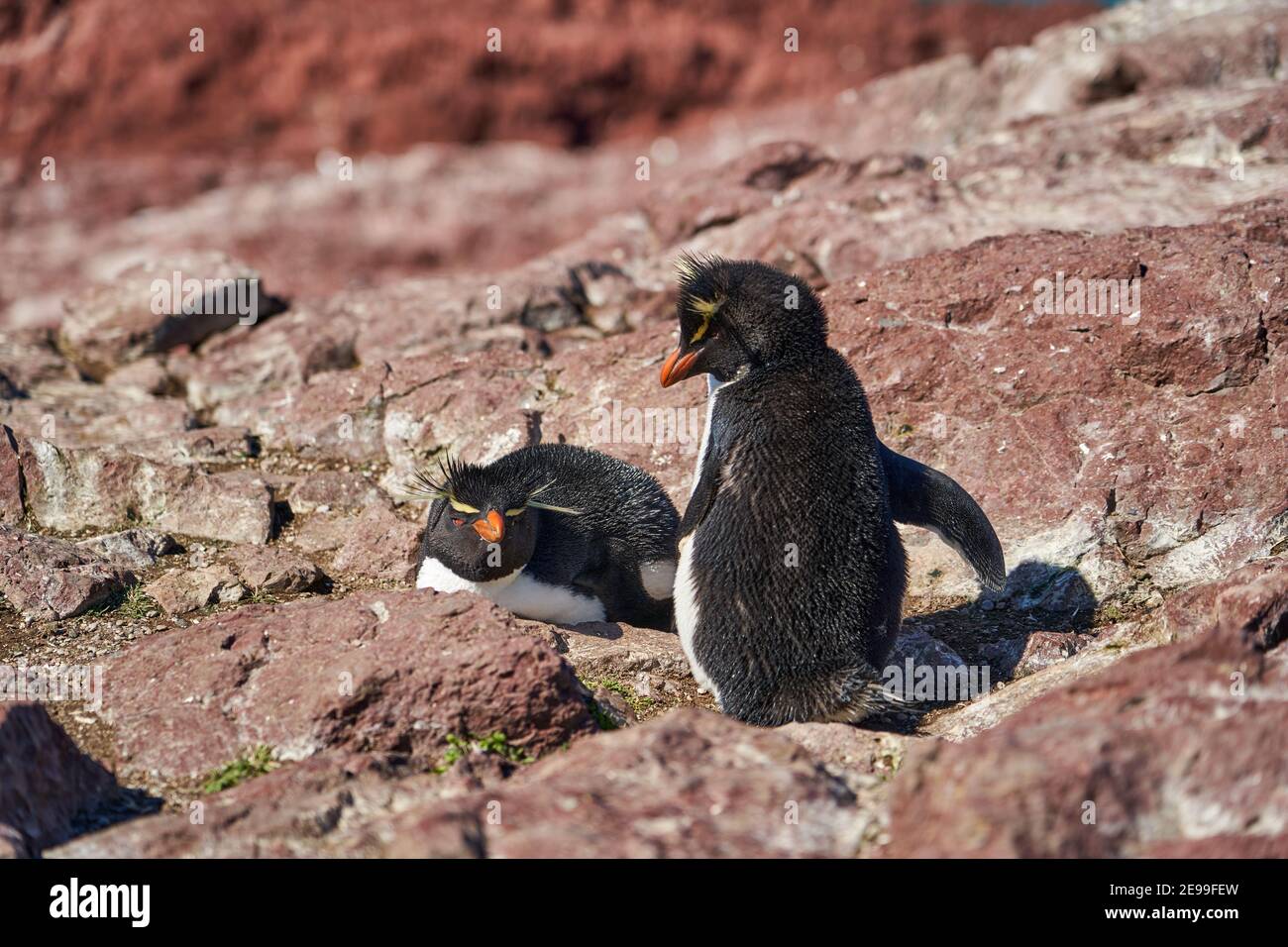 Eudyptes chrysocome is the rock hopper penguin also known as crested ...